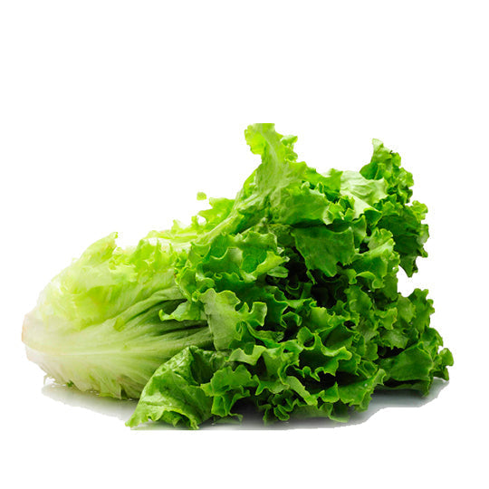 Lechuga Escarola Por Pieza – Kenko Foods